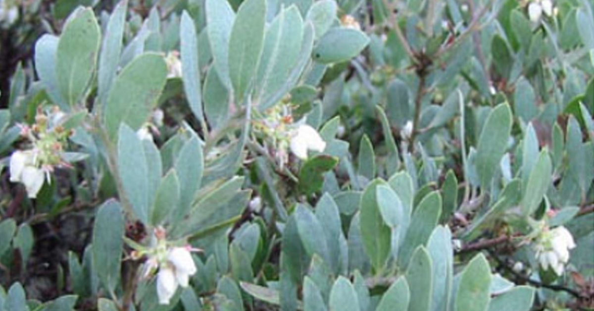 Bonny Doon: Exploring the Silver Strand | Madroño Landscape Design Studio