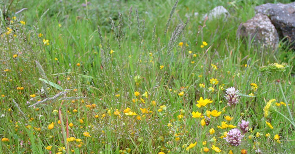 Brisbane Acres and the Blood of the Lamb | Madroño Landscape Design Studio