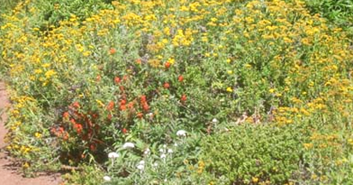 Gold and Green and Pearls Everlasting: The Botanical Wealth of Sweeney ...